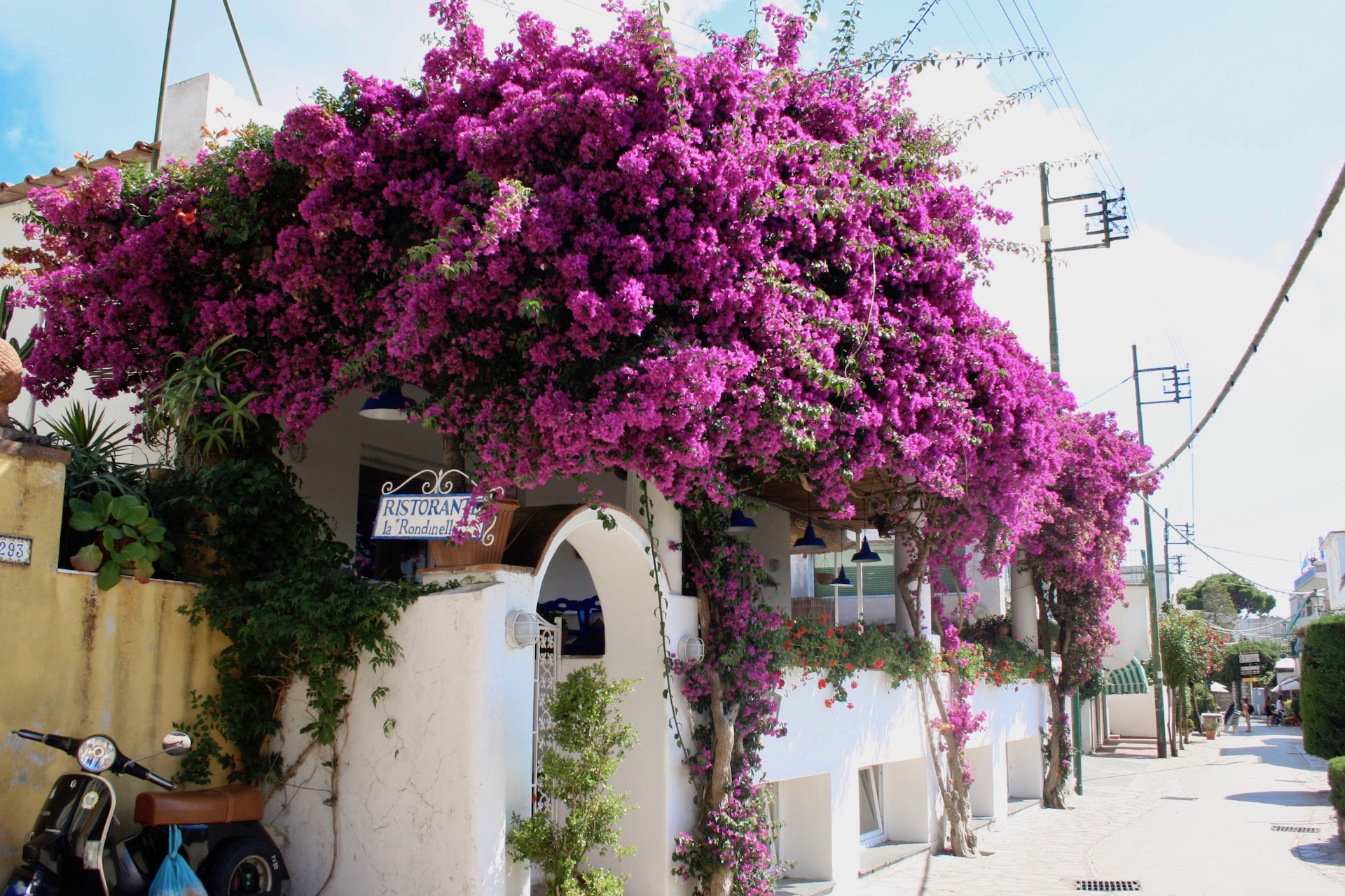 Capri - Life and Lamas